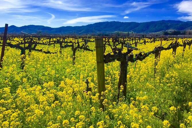 Sonoma & Healdsburg Wine Tours - Who Would Love This Tour?