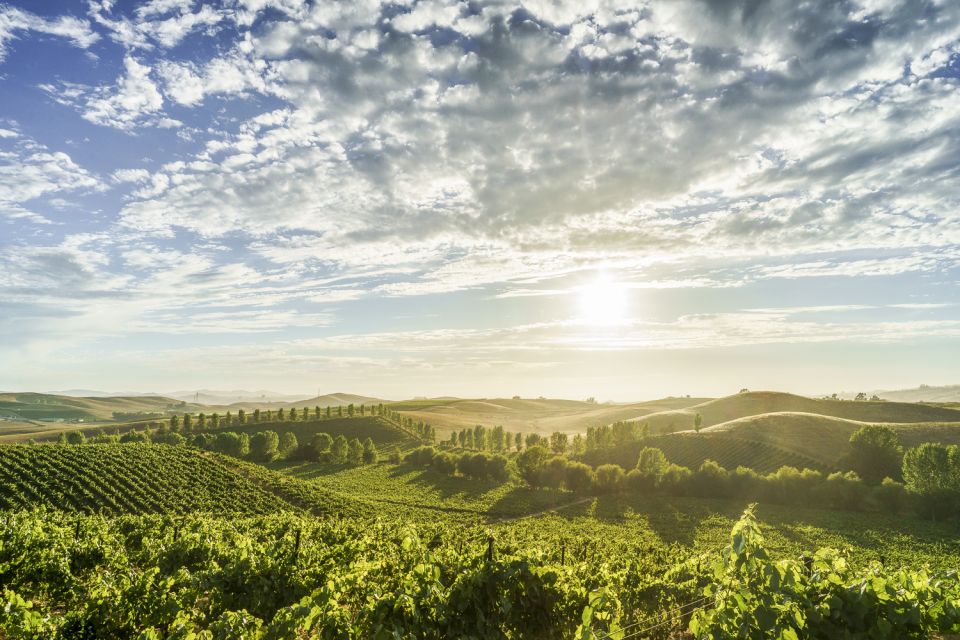 Sonoma Valley: Guided Winery Tour with Picnic Lunch - Key Points