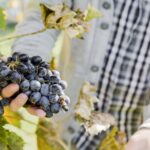 Sonoma Valley: Guided Winery Tour with Picnic Lunch - Why You’ll Love This Tour