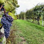 Sonoma Wine Tour with 2 Tastings Included Small-Group Half Day - Transportation & Group Size