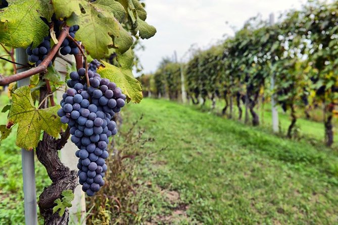 Sonoma Wine Tour with 2 Tastings Included Small-Group Half Day - Transportation & Group Size