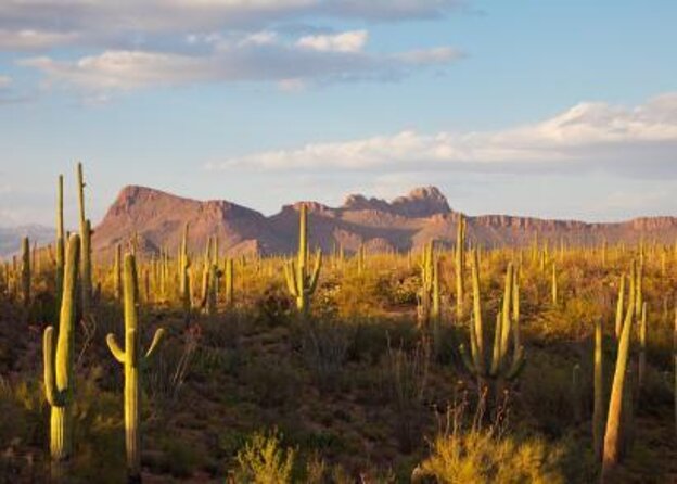 Sonoran Desert, Guided UTV Sand Buggy Adventure Tour Phoenix - Key Points
