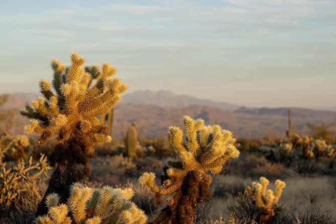 Sonoran Desert Jeep Tour - Key Points