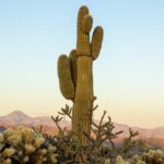 Sonoran Desert Jeep Tour - Why This Tour Works for You
