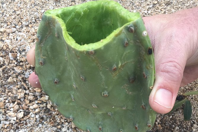 Sonoran Desert- Wild Foods and Traditional Skills - A Deeper Look into the Sonoran Desert- Wild Foods and Traditional Skills Tour