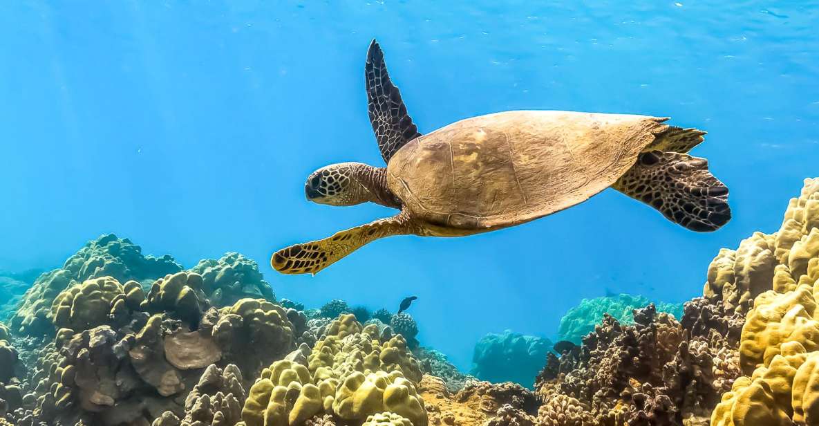 South Maui: Eco Friendly Molokini and Turtle Town Tour - Why This Tour Stands Out