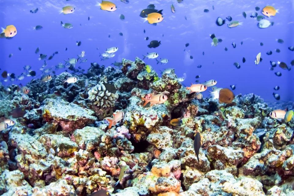 South Maui: Eco Friendly Molokini and Turtle Town Tour - Who Will Enjoy This Tour?