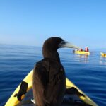 South Maui Kayak and Snorkel Tour with Turtles - Who Will Love This Tour?