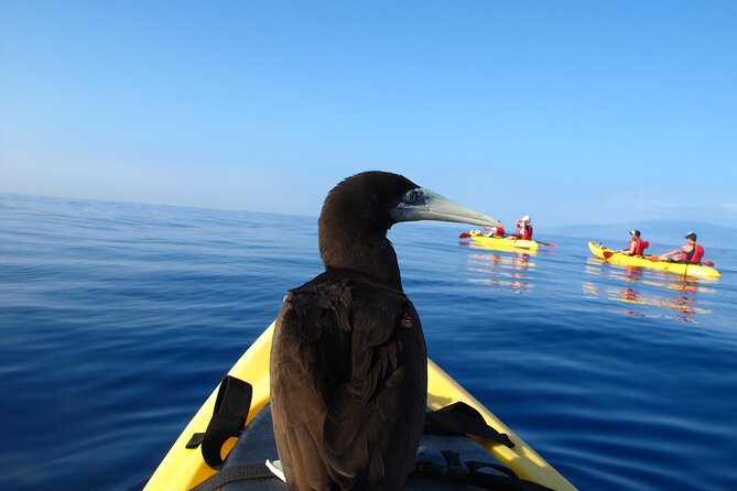 South Maui Kayak and Snorkel Tour with Turtles - Who Will Love This Tour?