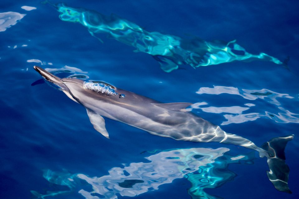 South Maui: Lanai Snorkel & Dolphin Watch from Maalaea - The Experience in Detail: What to Expect on the Tour