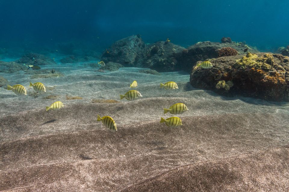 South Maui: Lanai Snorkel & Dolphin Watch from Maalaea - The Practical Side: Logistics and Value