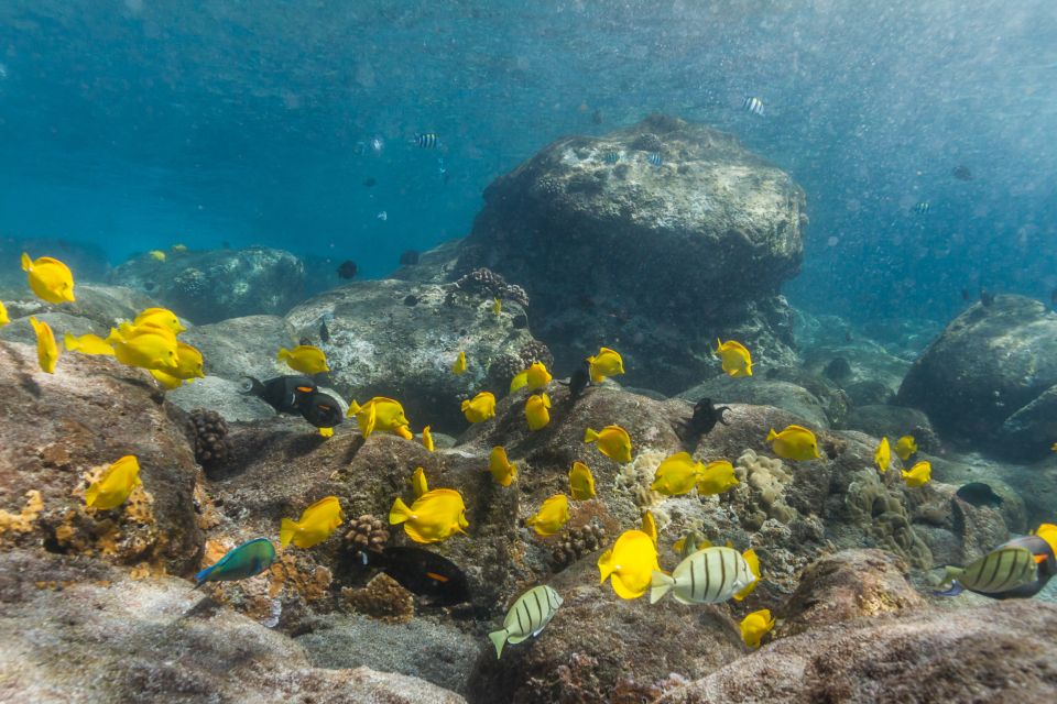 South Maui: Lanai Snorkel & Dolphin Watch from Maalaea - What Reviewers Love Most