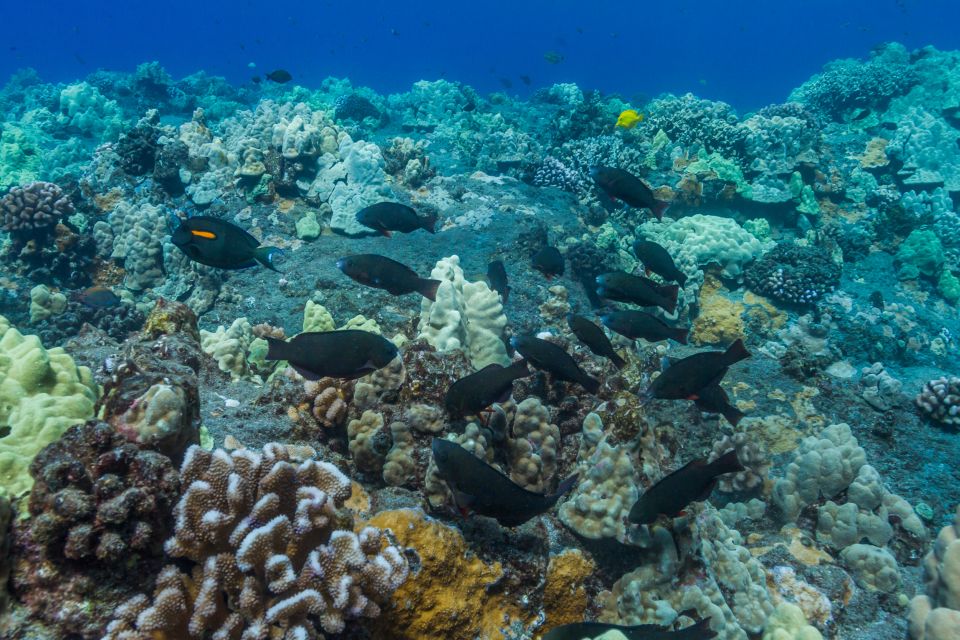 South Maui: Lanai Snorkel & Dolphin Watch from Maalaea - Who is This Tour Best For?
