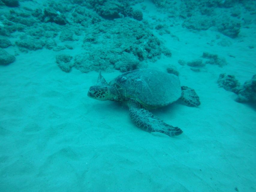 South Maui: Maalaea Guided Luxury Snorkel Cruise - What Reviewers Say