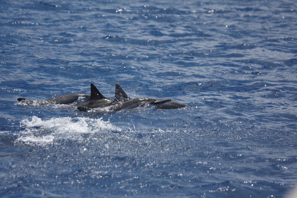 South Maui: Maalaea Guided Luxury Snorkel Cruise - Who Will Love This Tour?