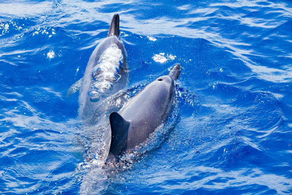 South Maui: Molokini Wild Eco Adventure from Maalaea Harbor - Practical Details & Considerations