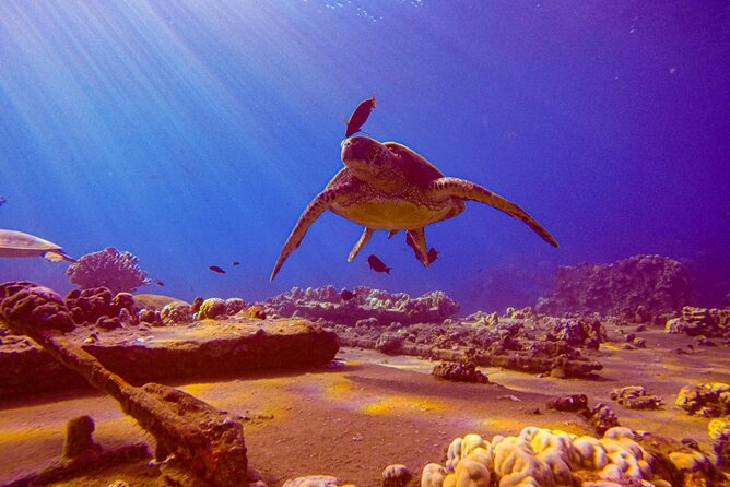 South Maui Shore Dive - Key Points