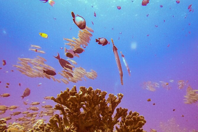South Maui Shore Dive - What to Expect from the South Maui Shore Dive