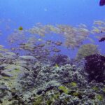 South Maui Shore Dive - Authentic Feedback from Participants
