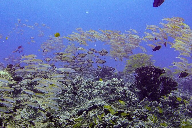 South Maui Shore Dive - Authentic Feedback from Participants