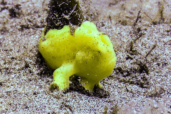 South Maui Shore Dive - Who Will Love This Tour?