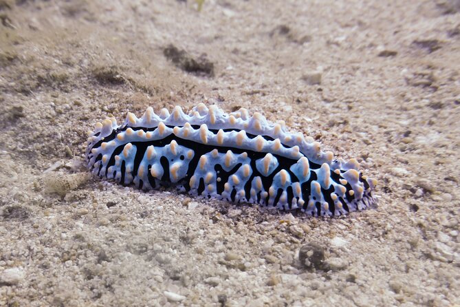 South Maui Shore Dive - Final Thoughts