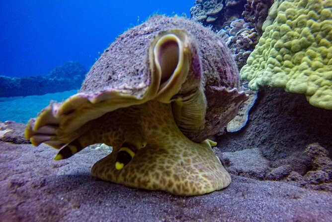South Maui Shore Dive - Frequently Asked Questions