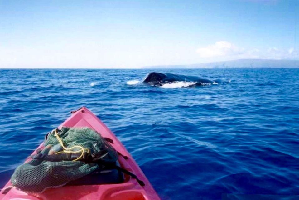 South Maui: Whale Watch Kayaking and Snorkel Tour in Kihei - An Intimate Look at the Tour Experience