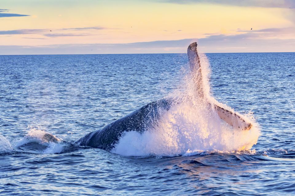 South Maui: Whale Watch Kayaking and Snorkel Tour in Kihei - What’s Included and What to Bring