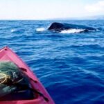 South Maui: Whale Watch Kayaking and Snorkel Tour in Kihei - The Value of the Experience
