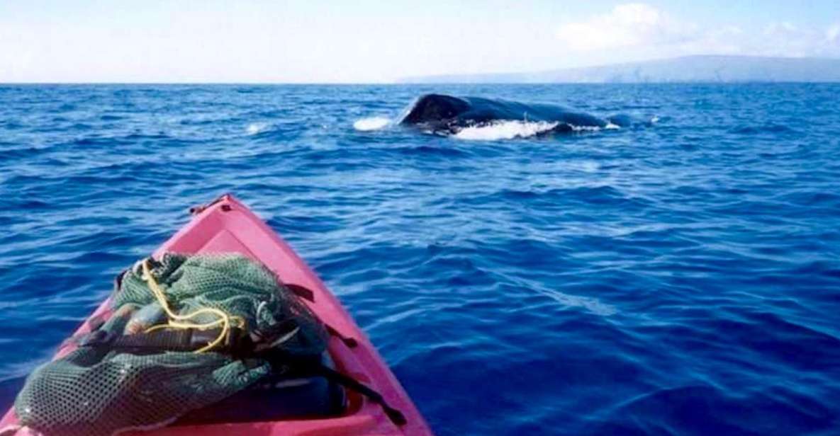South Maui: Whale Watch Kayaking and Snorkel Tour in Kihei - The Value of the Experience
