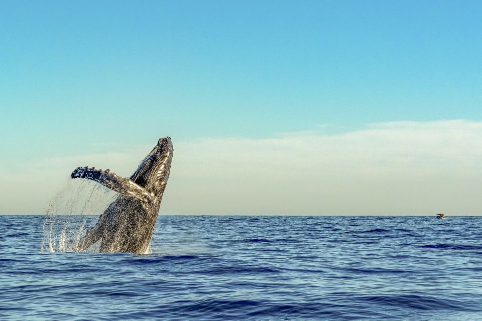 South Maui: Whale Watch Kayaking and Snorkel Tour in Kihei - FAQs