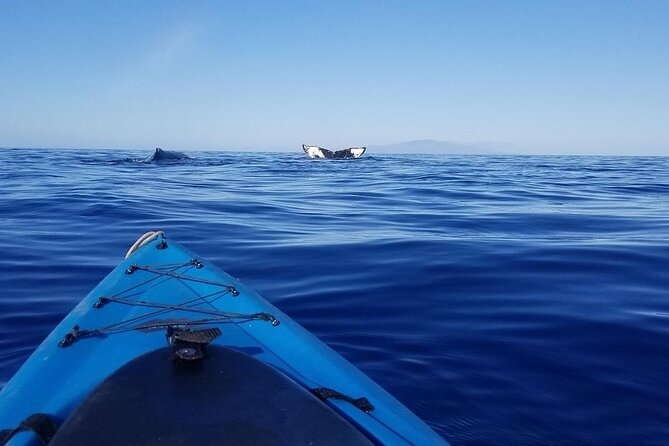 South Shore Turtle Kayak and Snorkel Experience - The Itinerary: What to Expect from Start to Finish