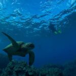 South Shore Turtle Kayak and Snorkel Experience - The Guides: Knowledge and Friendliness Matter