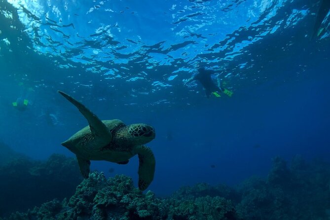 South Shore Turtle Kayak and Snorkel Experience - The Guides: Knowledge and Friendliness Matter