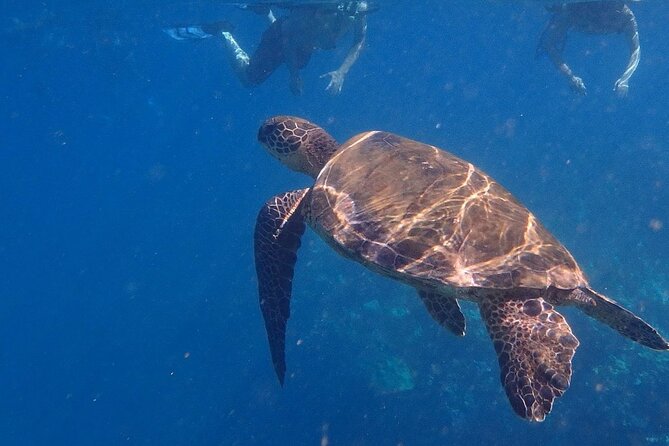 South Shore Turtle Kayak and Snorkel Experience - Pacing and Practical Tips