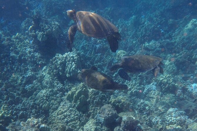 South Shore Turtle Kayak and Snorkel Experience - Who Would Love This Tour?