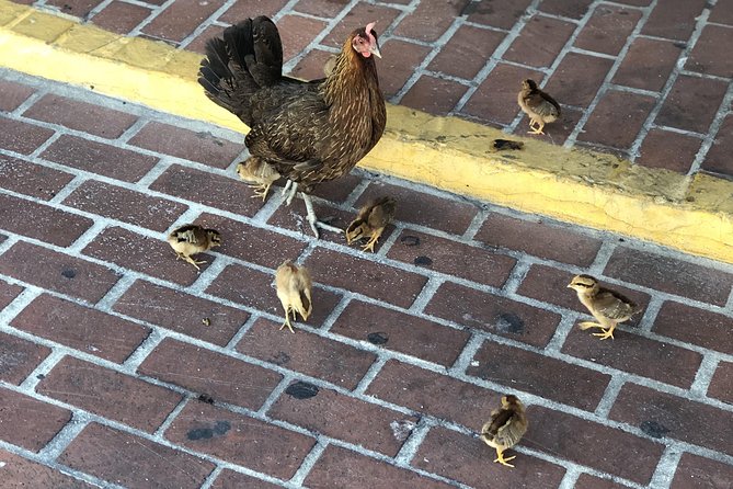 Southernmost Key West History and Culture Small-Group Walking Tour - FAQ