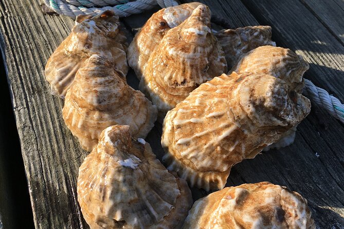 Southold Bay Oyster Farm Tour - Key Points  