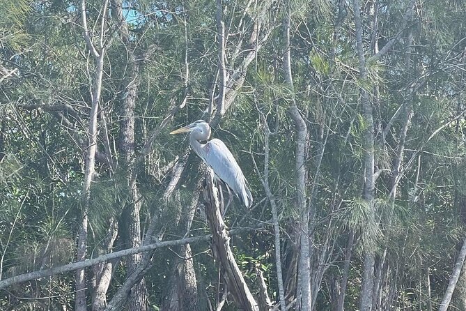 Space Coast Manatee & Coastal Wildlife Kayak Tour - An In-Depth Look at the Tour