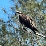 Space Coast Manatee & Coastal Wildlife Kayak Tour - Final Thoughts on This Wildlife Kayak Tour