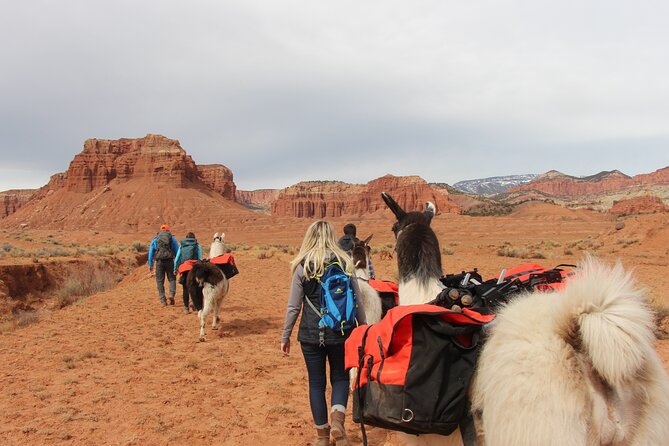 Spectacular 8-Hour Guided Llama Hike with Lunch and Dinner - Who Will Love This Tour?