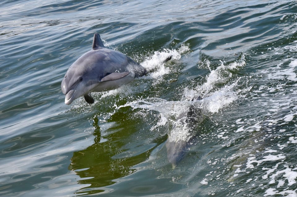 St. Augustine: Dolphin Watching Harbor Tour with Drinks - The Value of the Experience