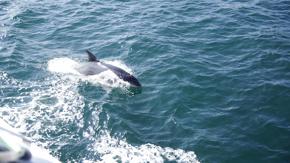 St. Augustine: Dolphin Watching Harbor Tour with Drinks - Who Will Love This Tour?