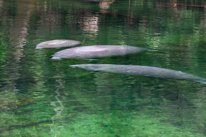 St. Johns River Cruise - Blue Spring State Park - Who Will Love This Tour?