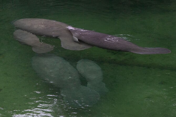 St. Johns River Cruise - Blue Spring State Park - The Sum Up: Who Should Book This Experience?