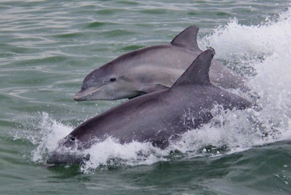 St. Pete Beach: Dolphin Racer Cruise by Speedboat - Key Points