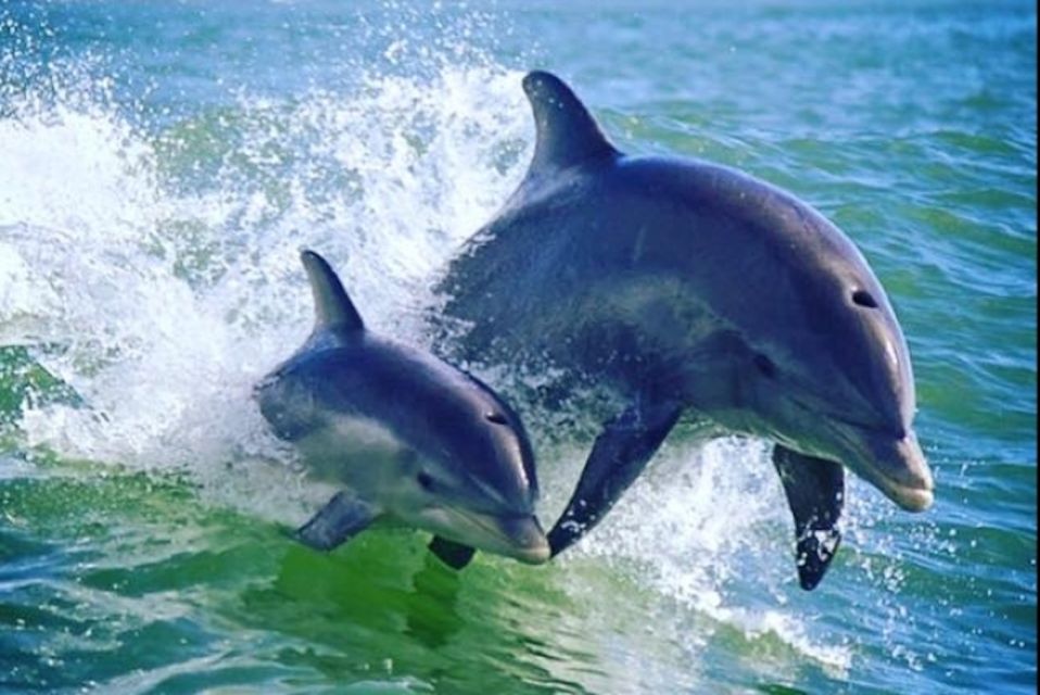 St. Pete Beach: Dolphin Racer Cruise by Speedboat - Who Is This Tour Best For?
