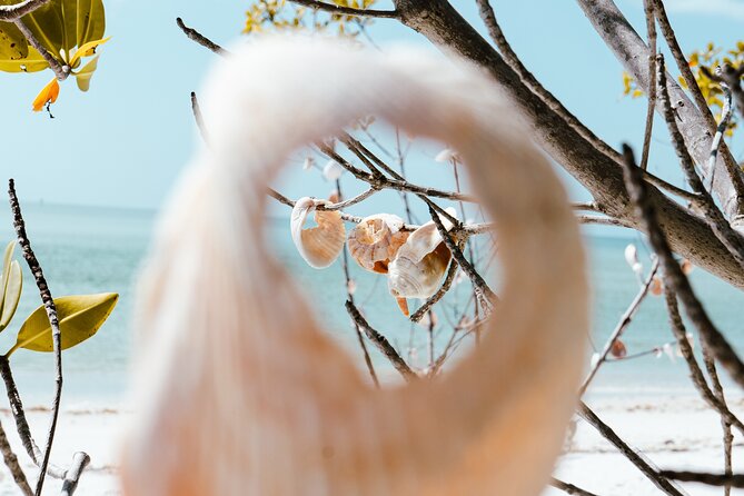 St. Pete Dolphin Watching and Shelling Adventure - An In-Depth Look at the Experience