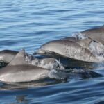 St. Pete Dolphin Watching and Shelling Adventure - Analyzing the Value